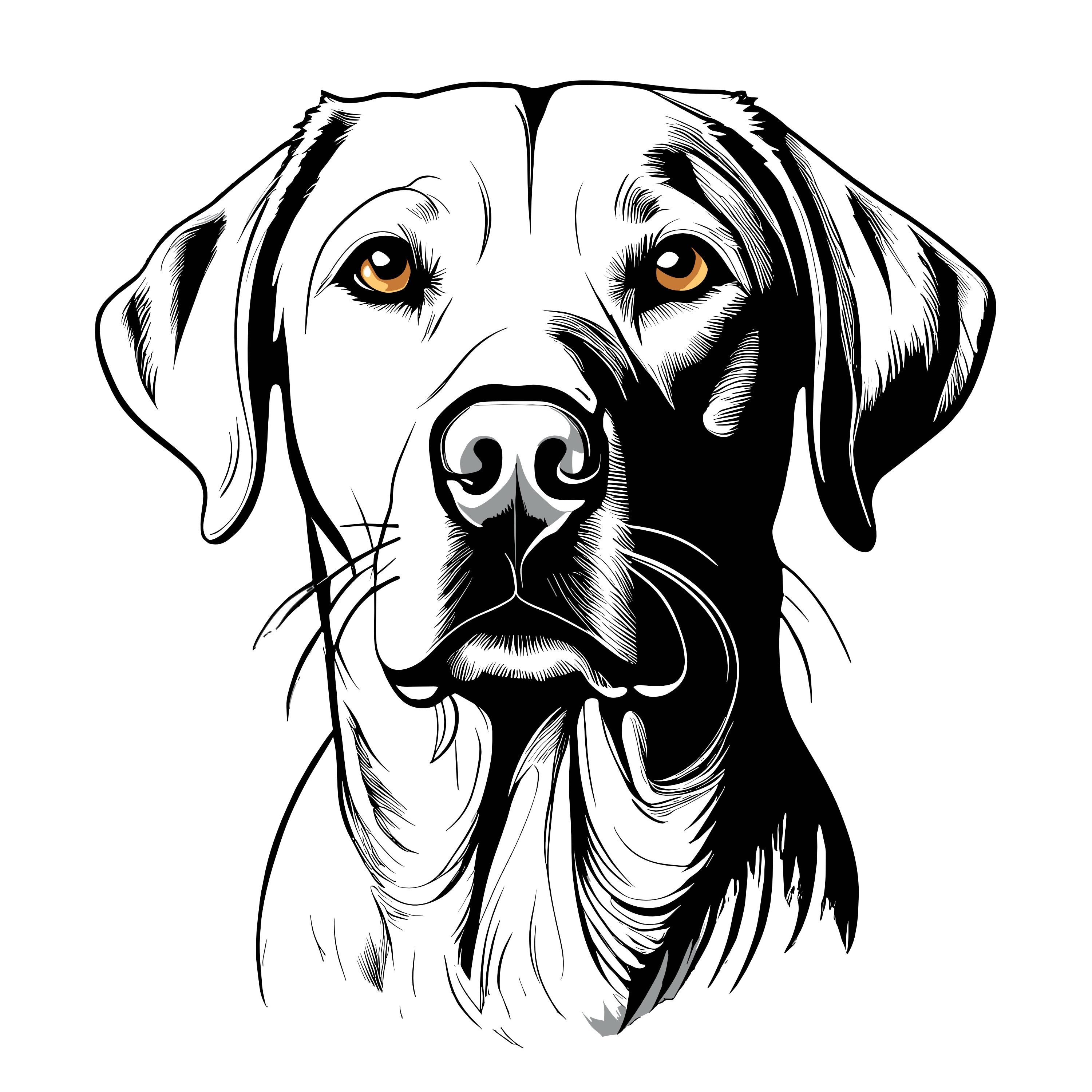 Labrador Illustration Vector (svg, Jpg, Png) - Etsy