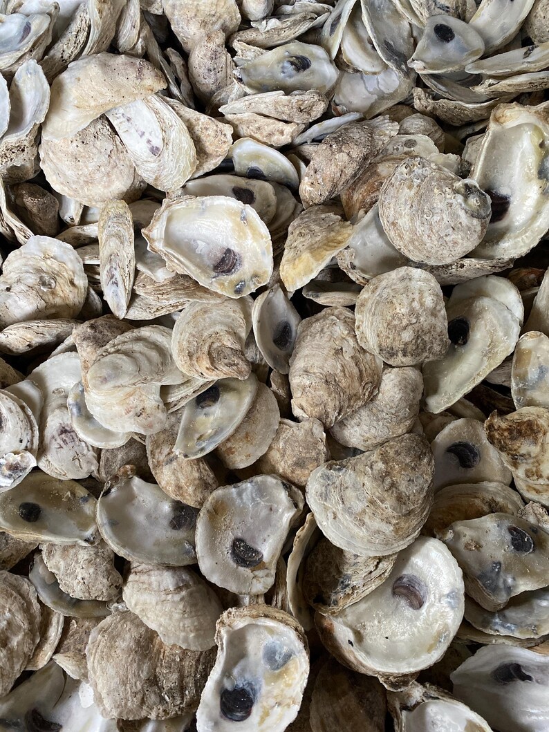 50 Shells SMALL 2 Inch-3 Inch - Etsy