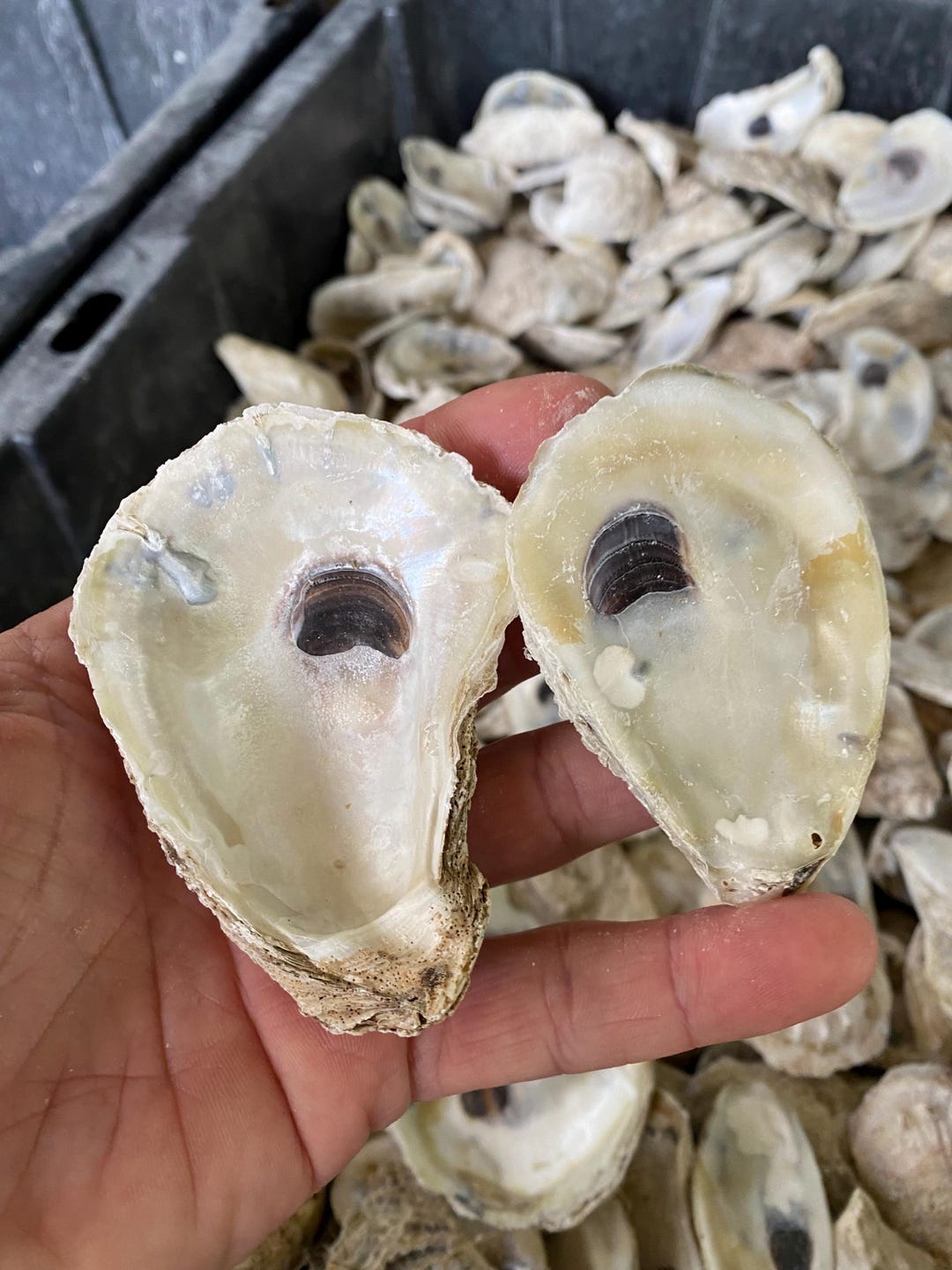 50 Shells SMALL 2 Inch-3 Inch - Etsy