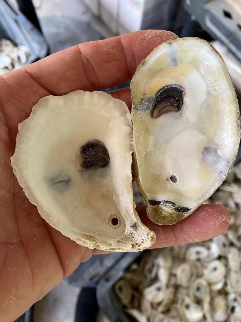 100 Oyster Shells Mix Drilled! - Etsy