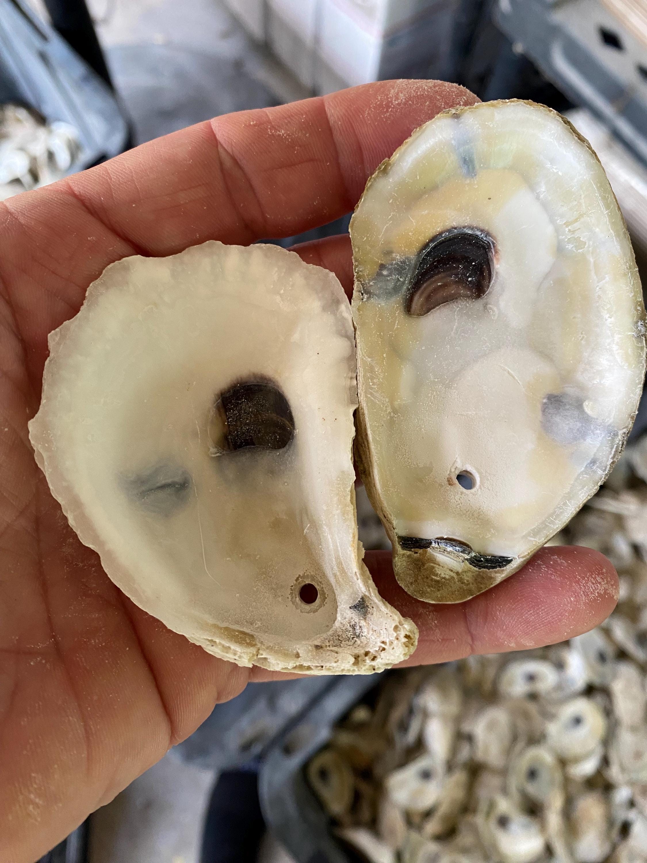 100 Oyster Shells Mix Drilled! - Etsy