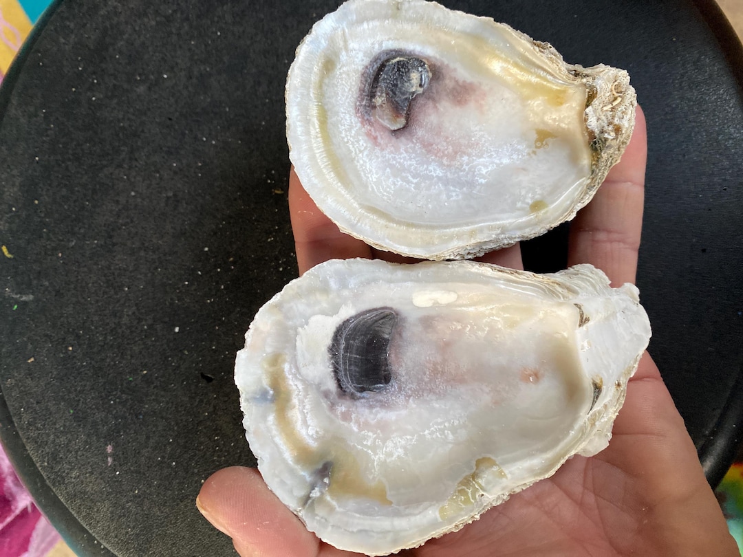 20 Large CUPS Shells 3 Inch Plus - Etsy