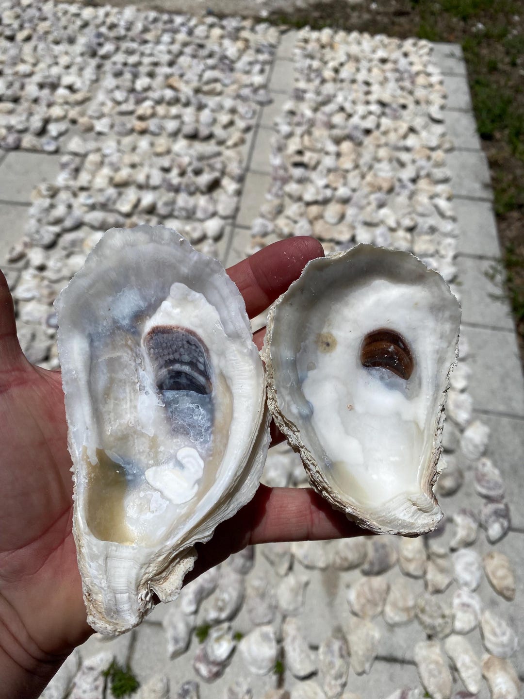 100 Large Cup Shells-3 Inch Plus in Size - Etsy