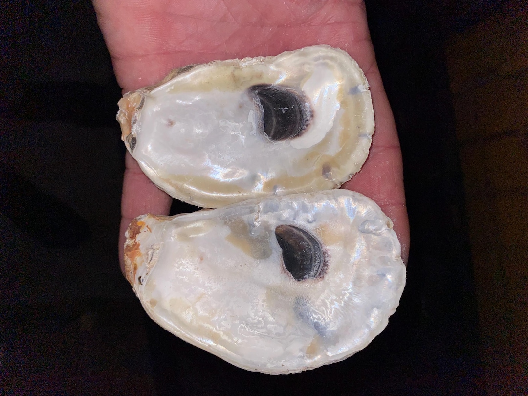 20 Large Flat Shells 3 Inch Plus - Etsy