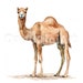 17 Funny Whimsical Camel Clipart - Printable, Watercolor, High Quality ...
