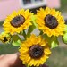 Miniature Sunflower-miniature Garden-1:12, Plant Gifts-plant Decoration ...