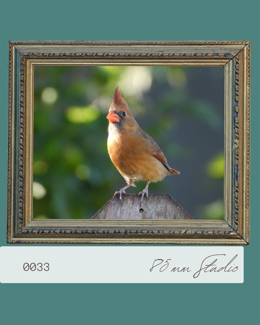 Digital Download: Beautiful Bird. Small Animal. Wall Art. Kid's Room ...