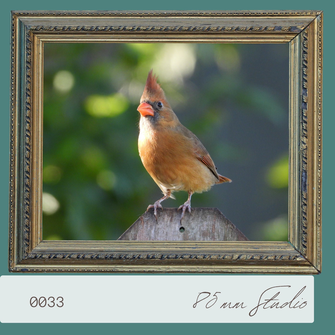 Digital Download: Northern Cardinal. Wall Art. Bird Art. Room Art, Kid ...