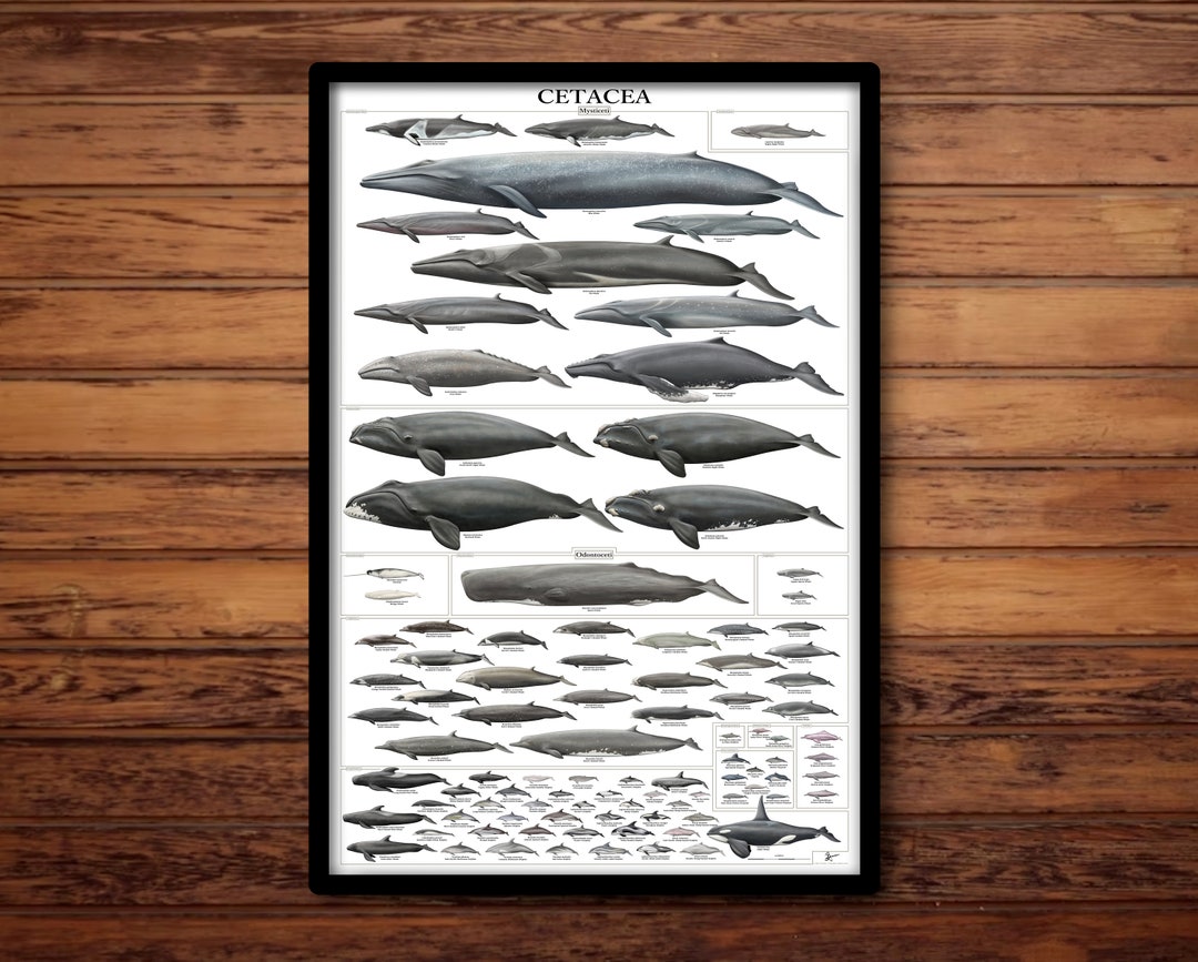 24x36 Cetacea Poster: A Comprehensive Poster of Every Species - Etsy