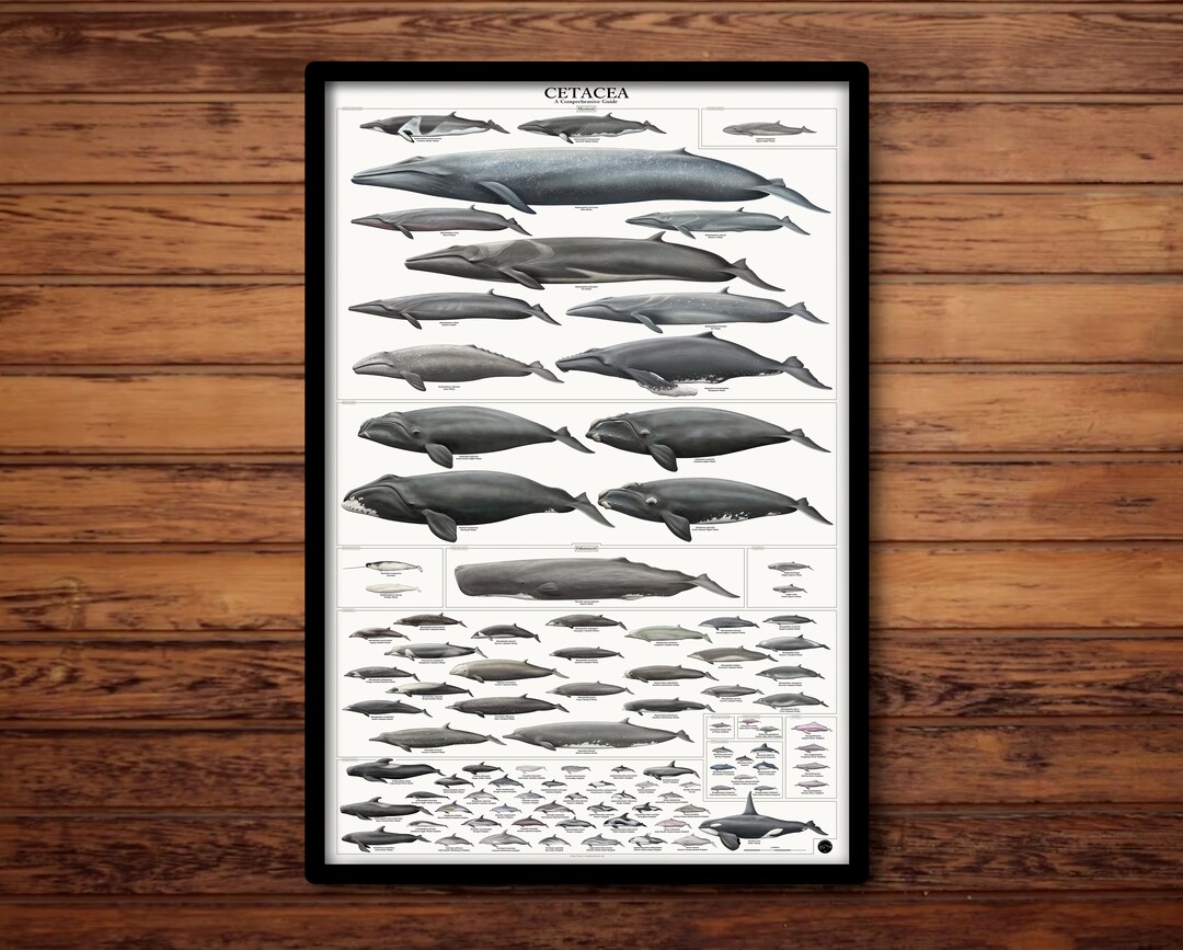 Every Whale and Dolphin of the World; 24x36 Cetacea Poster; Drawn to ...