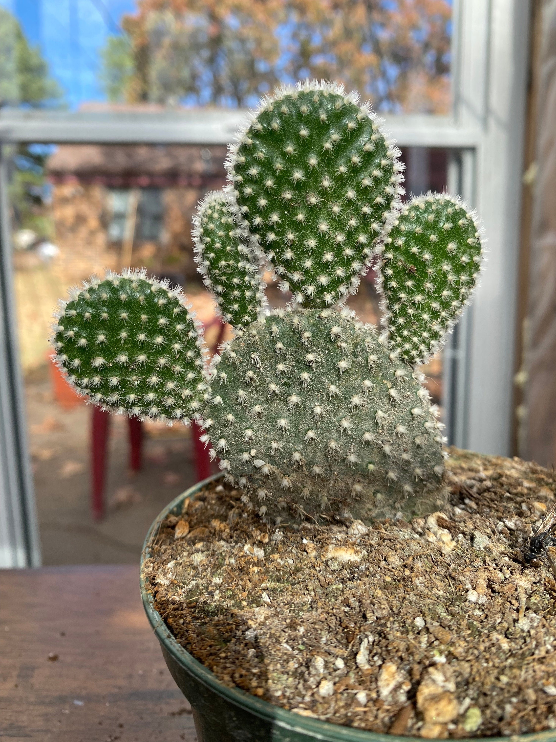 White Bunny Ears Cactus, Opuntia Microdasys Albaspina, Well Rooted, 3 ...