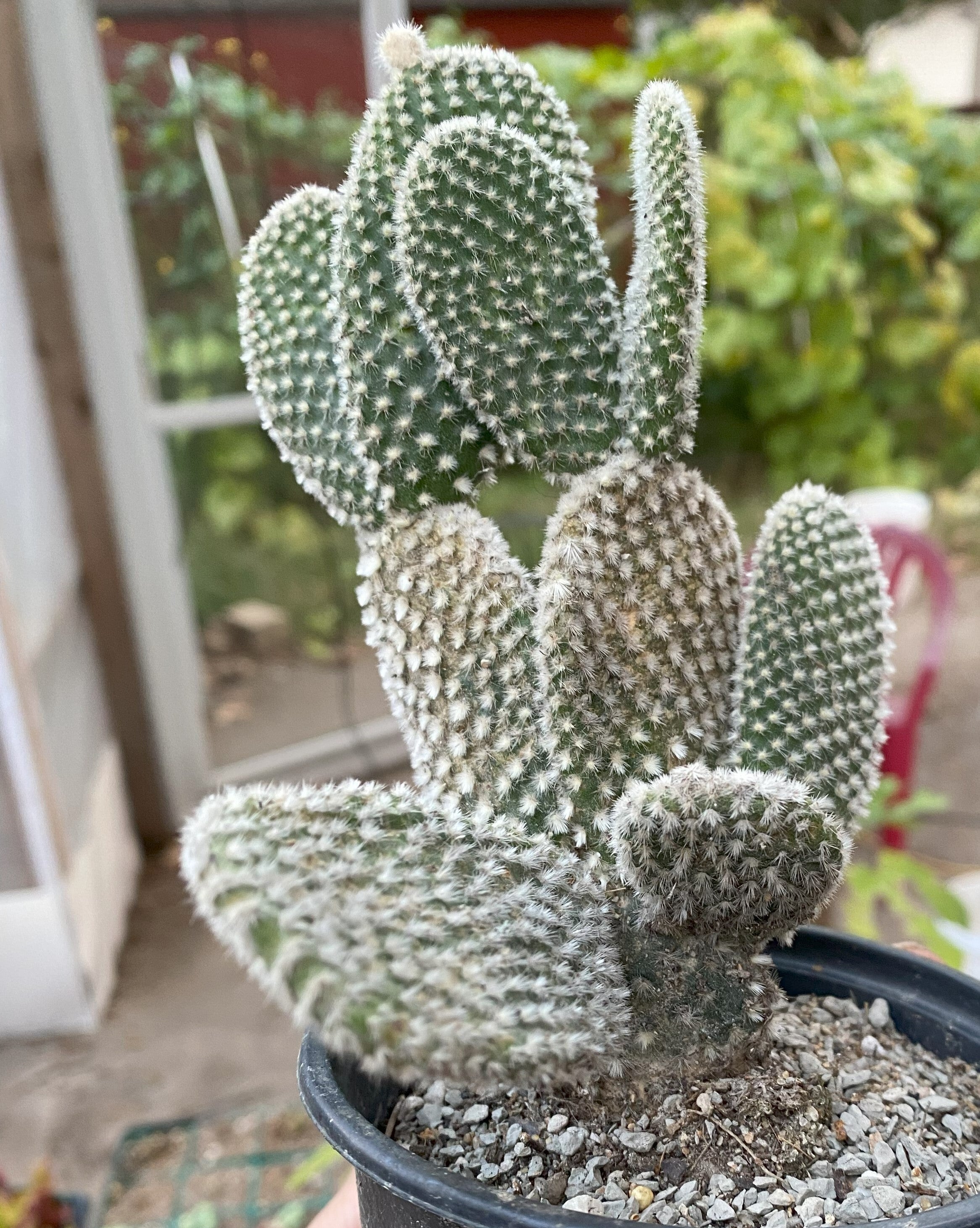 White Bunny Ears Cactus, Opuntia Microdasys Albaspina, Well Rooted, 3 ...