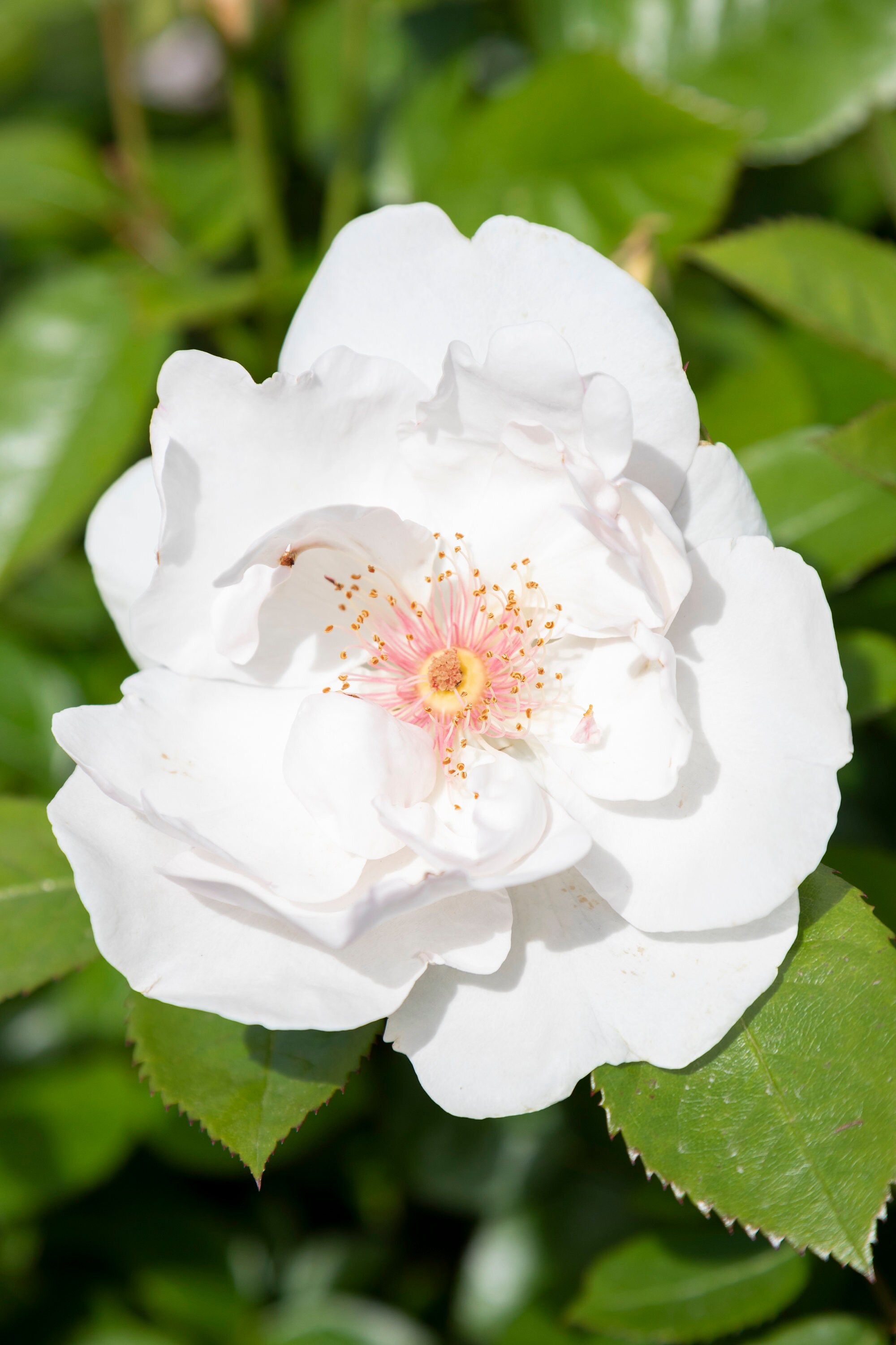 Flower, White Rose, Digital Download, Photograph, Color, Wall Decor ...