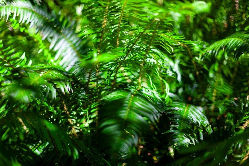 Fern 3, Forest, Digital Download, Photograph, Color, Wall Decor, Poster ...