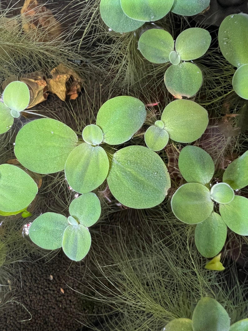 Dwarf Water Lettuce | Pistia Stratiotes | Floating Plant | Freshwater ...