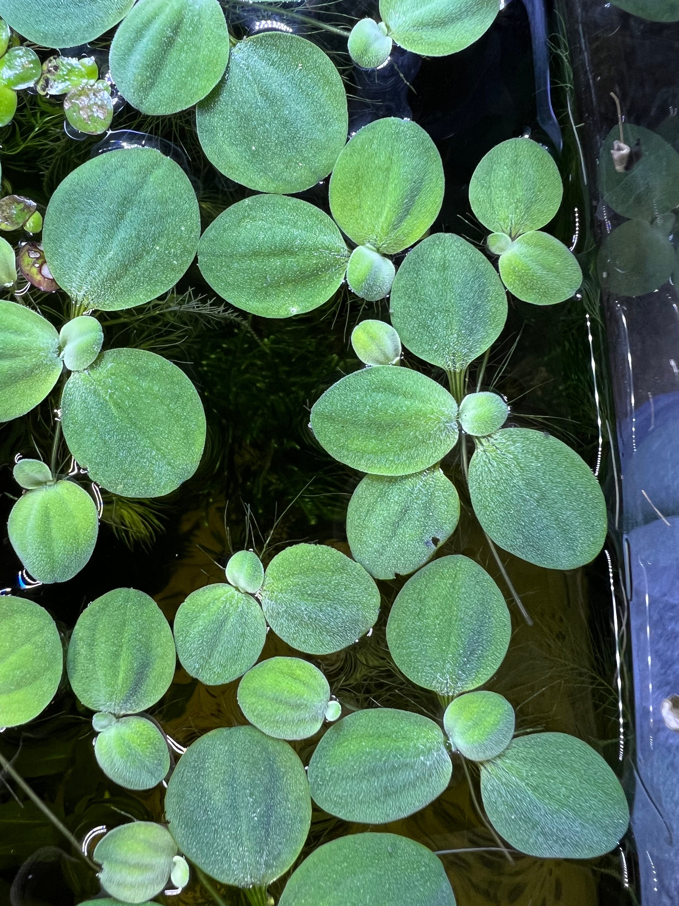 Dwarf Water Lettuce Pistia Stratiotes Floating Plant Freshwater ...