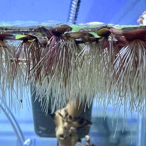 Giant Duckweed (red Roots) Spirodela Polyrhiza | Floating Plant ...