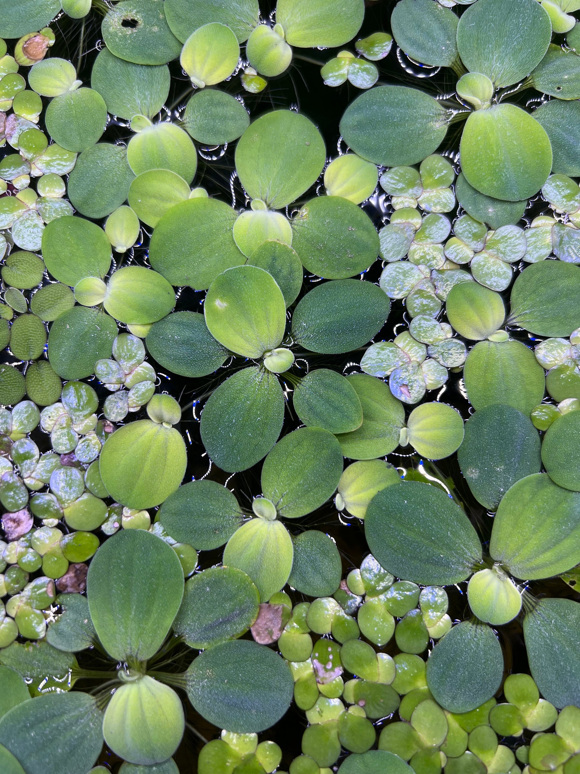 Dwarf Water Lettuce Pistia Stratiotes Floating Plant Freshwater ...