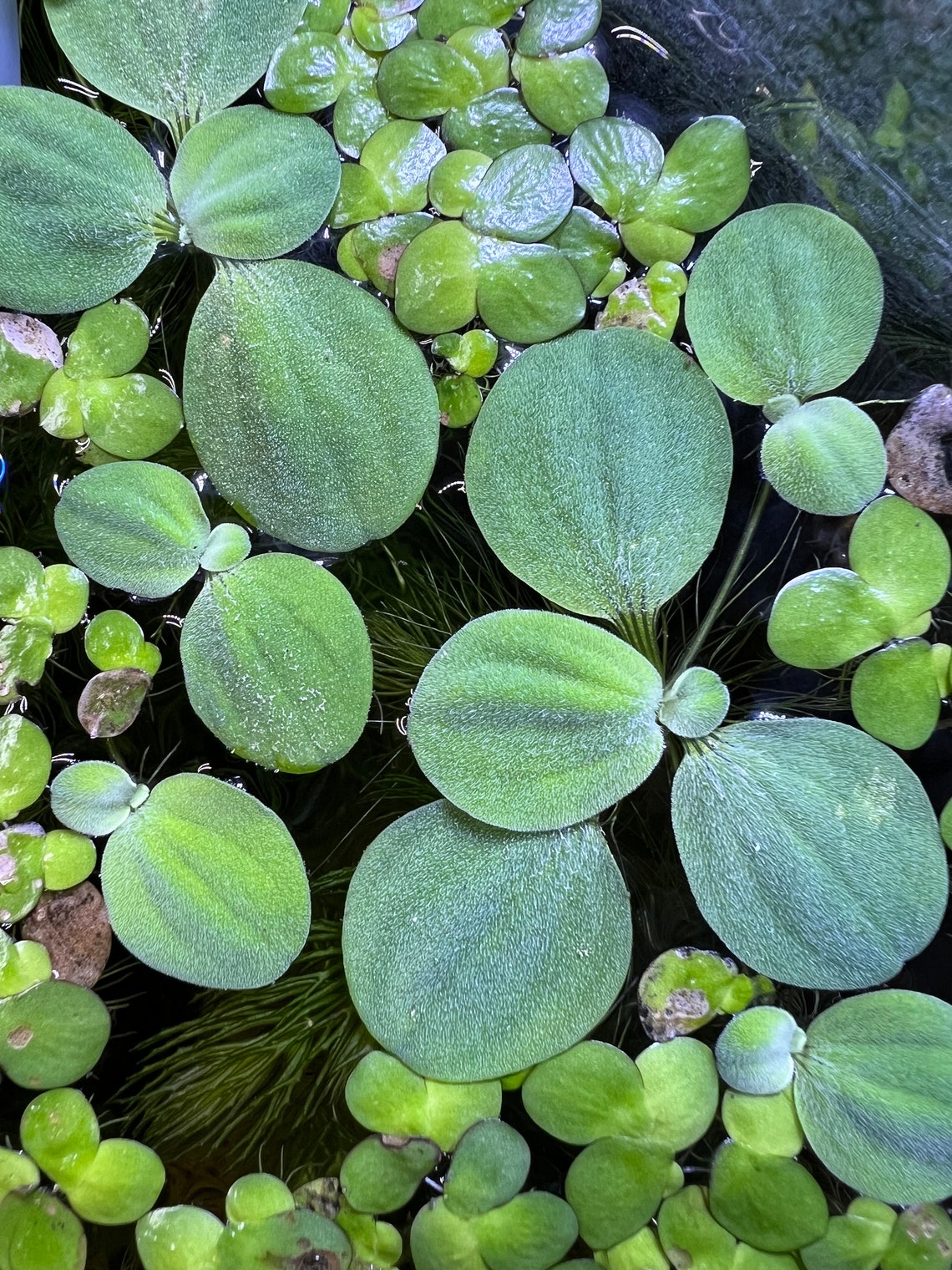 Dwarf Water Lettuce Pistia Stratiotes Floating Plant Freshwater ...