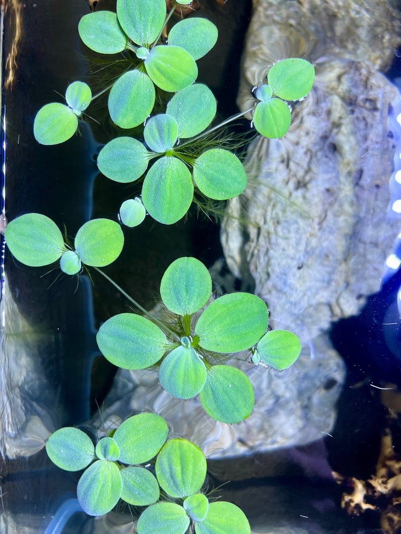 Floating Plant Aquarium Package - | Giant Duckweed (red Roots) + Red ...
