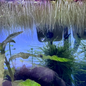 Giant Duckweed (red Roots) Spirodela Polyrhiza | Floating Plant ...