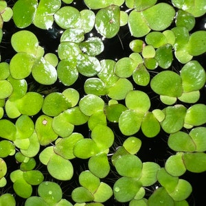 Giant Duckweed (red Roots) Spirodela Polyrhiza | Floating Plant ...