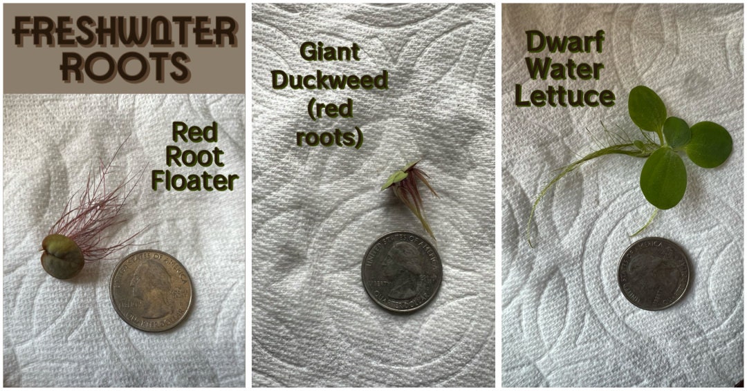 Floating Plant Package Giant Duckweed red Roots Red Root Floater Dwarf ...