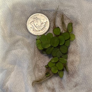 Water Spangles Salvinia Minima Floating Plant Freshwater Aquarium Plant ...