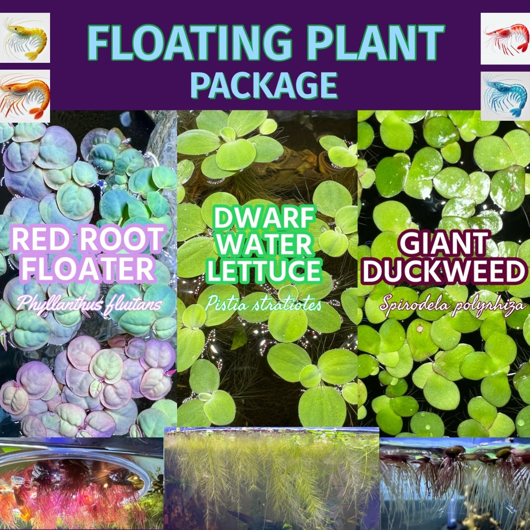 Floating Plant Package Giant Duckweed red Roots Red Root Floater Dwarf Water Lettuce Live ...