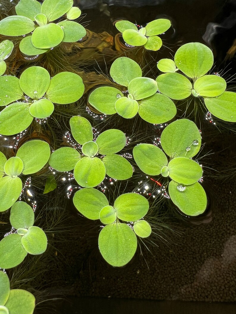 Floating Plant Aquarium Package - | Giant Duckweed (red Roots) + Red ...