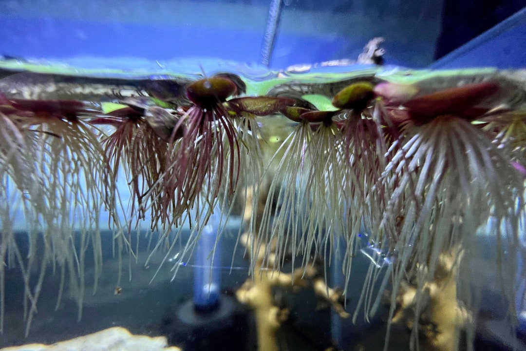 Giant Duckweed (red Roots) Spirodela Polyrhiza | Floating Plant ...