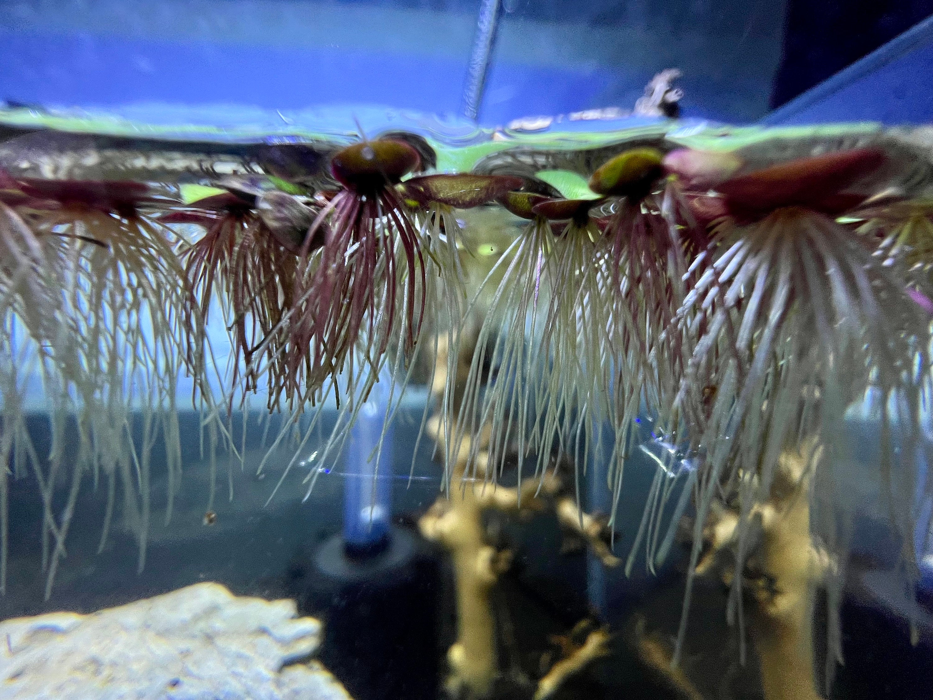 Floating Plant Package Giant Duckweed red Roots Red Root Floater Dwarf Water Lettuce Live ...