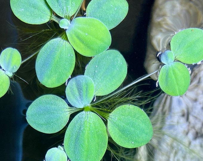 Dwarf Water Lettuce | Pistia Stratiotes | Floating Plant | Freshwater ...