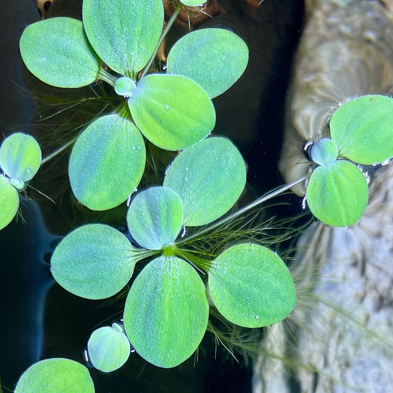 Dwarf Water Lettuce | Pistia Stratiotes | Floating Plant | Freshwater ...