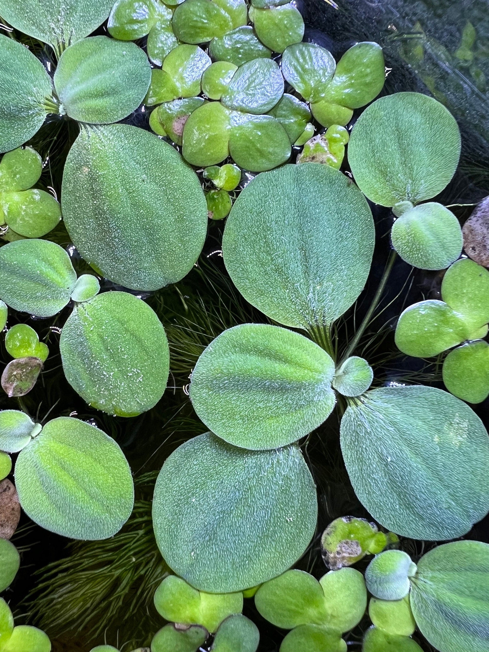 Dwarf Water Lettuce | Pistia Stratiotes | Floating Plant | Freshwater ...