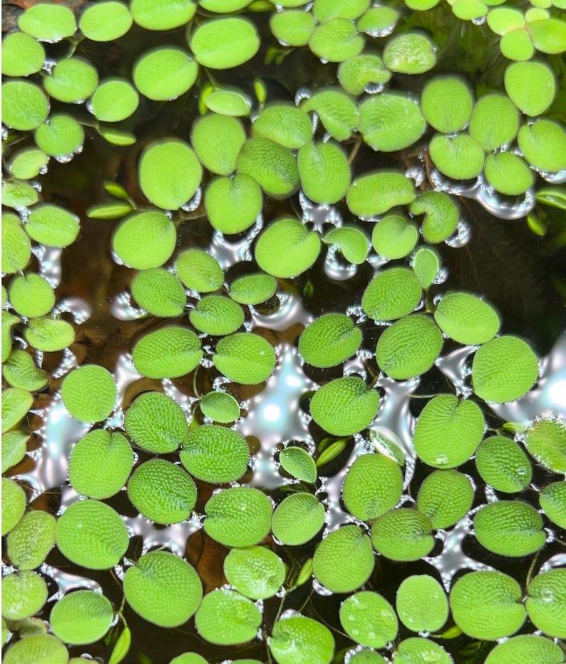 Water Spangles Salvinia Minima Floating Plant Freshwater Aquarium Plant ...