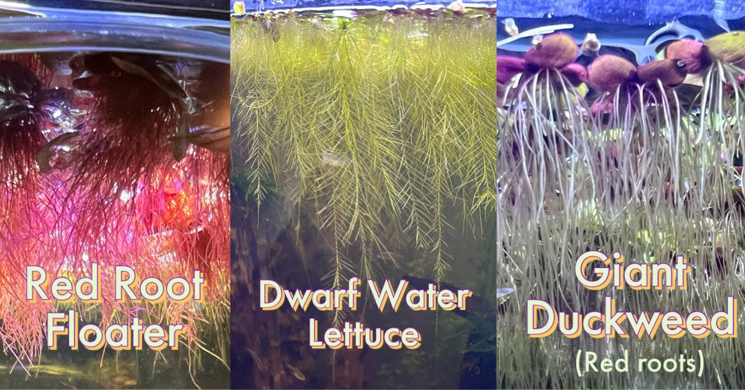 Floating Plant Aquarium Package - | Giant Duckweed (red Roots) + Red ...