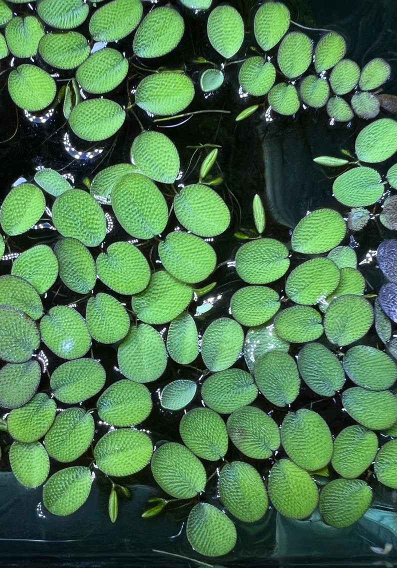 Water Spangles Salvinia Minima Floating Plant Freshwater Aquarium Plant ...