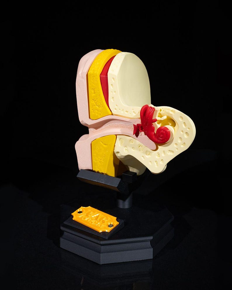 Ear Anatomical Model - Etsy
