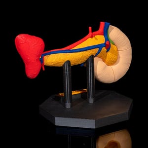 Pancreas Anatomical Model - Etsy