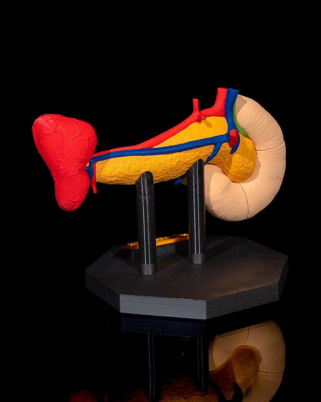 Pancreas Anatomical Model - Etsy