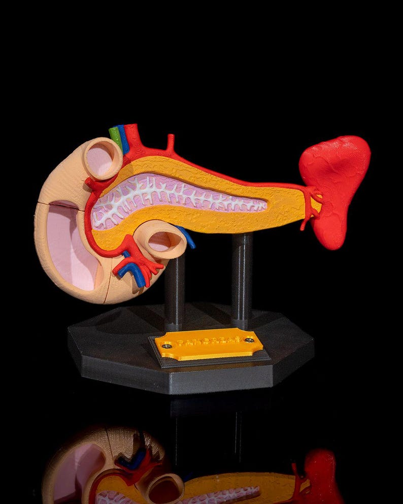 Pancreas Anatomical Model - Etsy