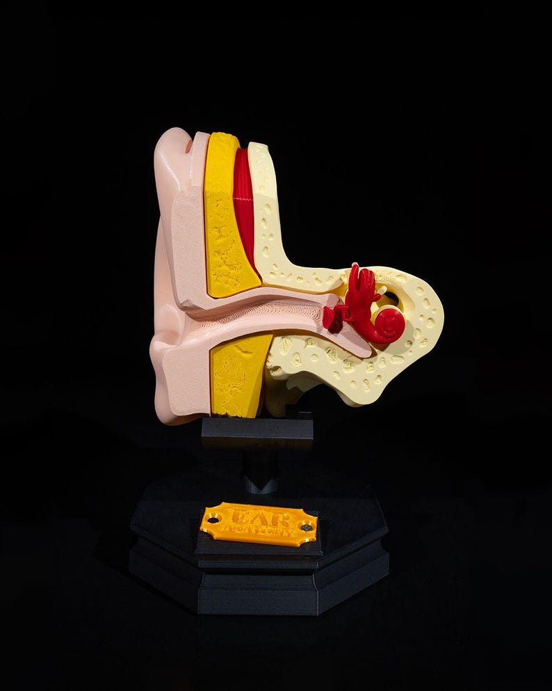Ear Anatomical Model - Etsy