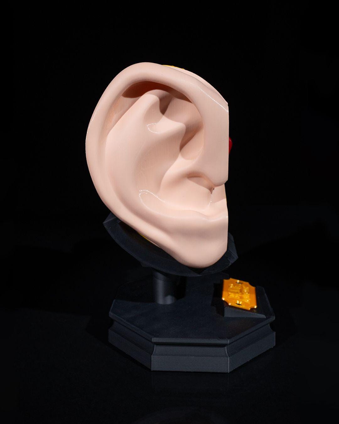 Ear Anatomical Model - Etsy