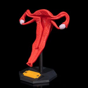 Female Reproductive System Anatomical Model - Uterus - Etsy
