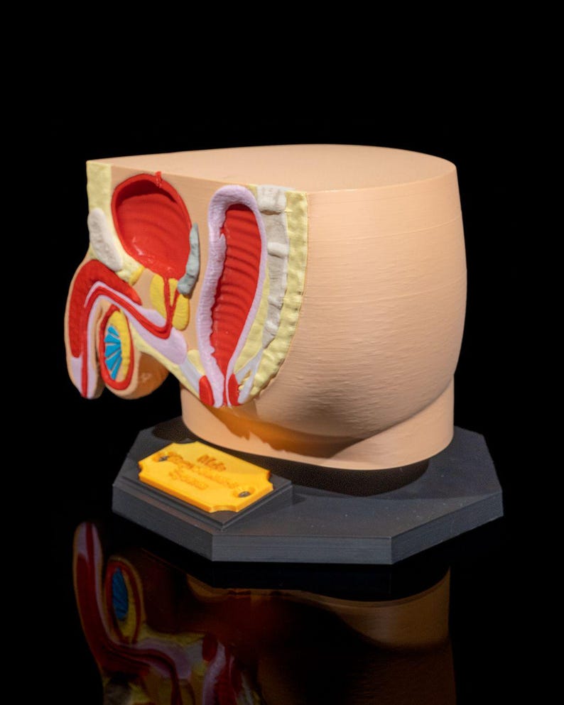 Male Reproductive System Anatomical Model - Etsy