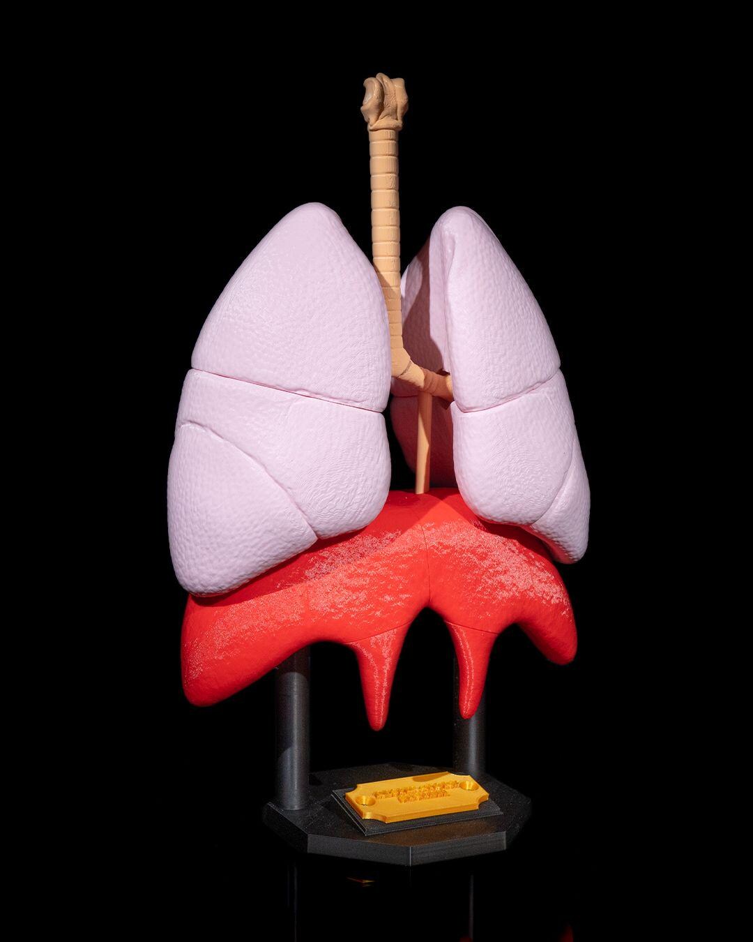 Lung Anatomical Model - Etsy