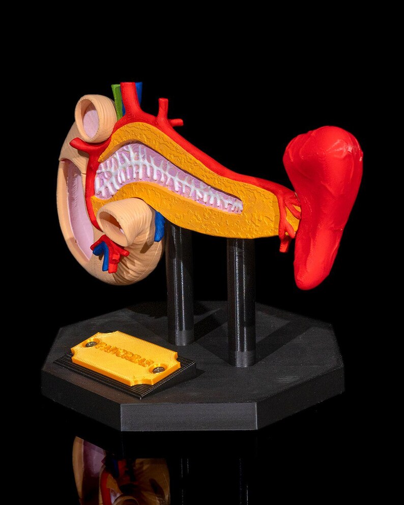 Pancreas Anatomical Model - Etsy