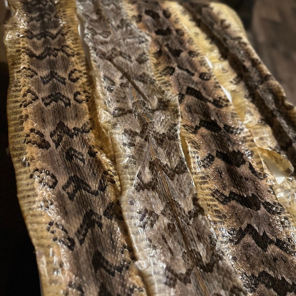 Rattlesnake Skin - Etsy