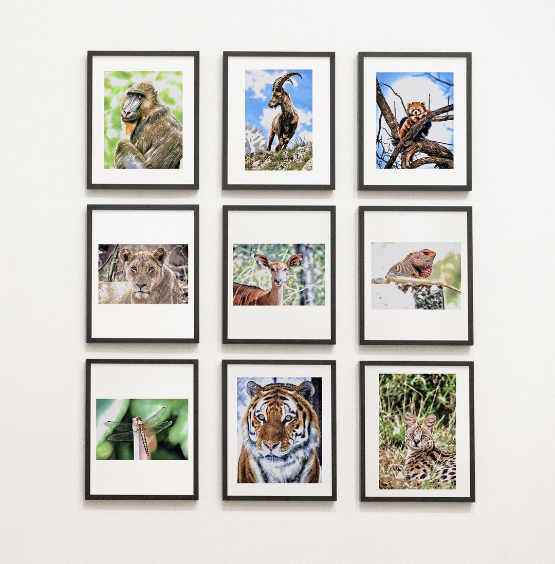 Wildlife Animals Collection Set of 18 Digital Download - Etsy